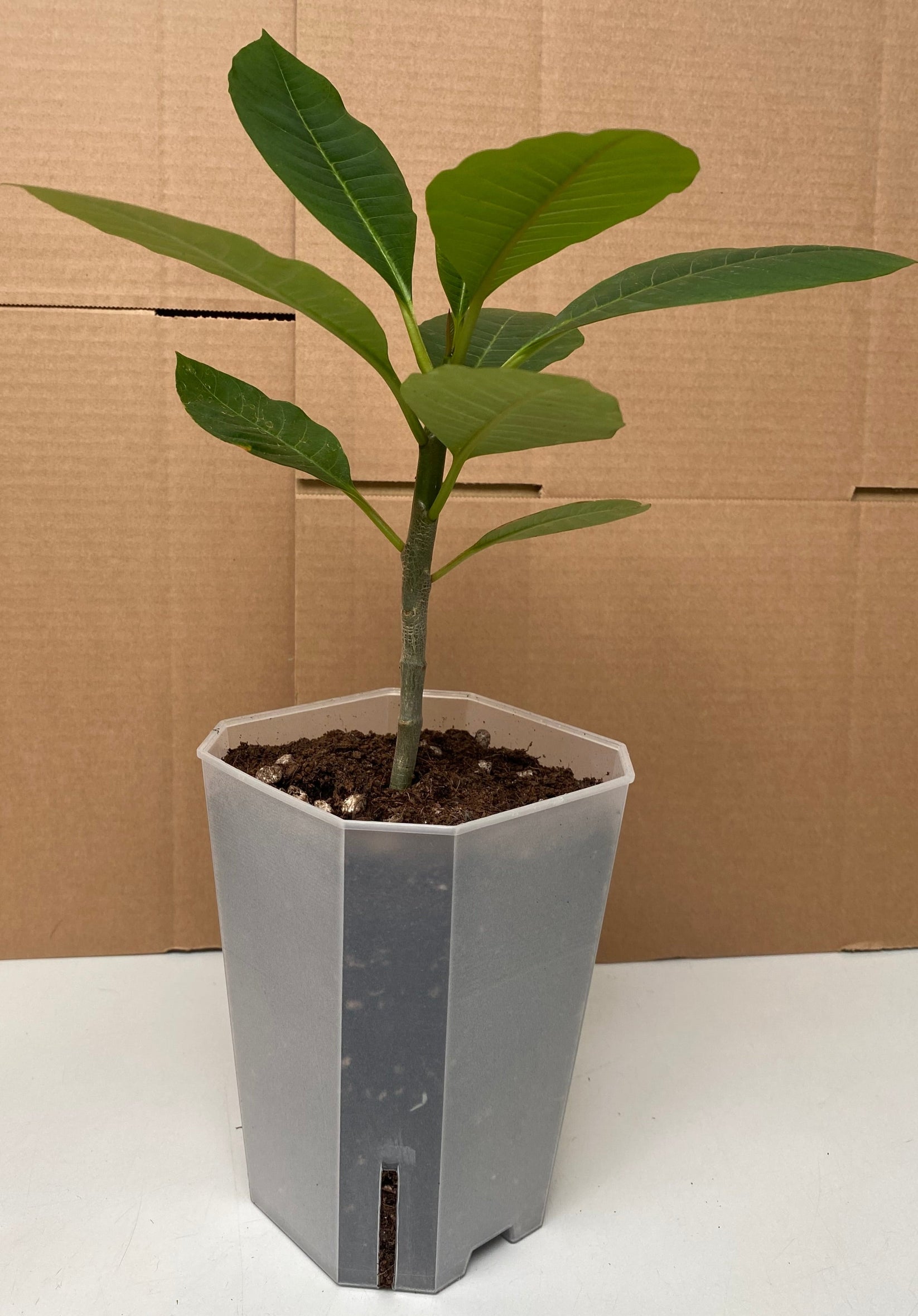 Plumeria / Frangipani Plant – Grow More Plants