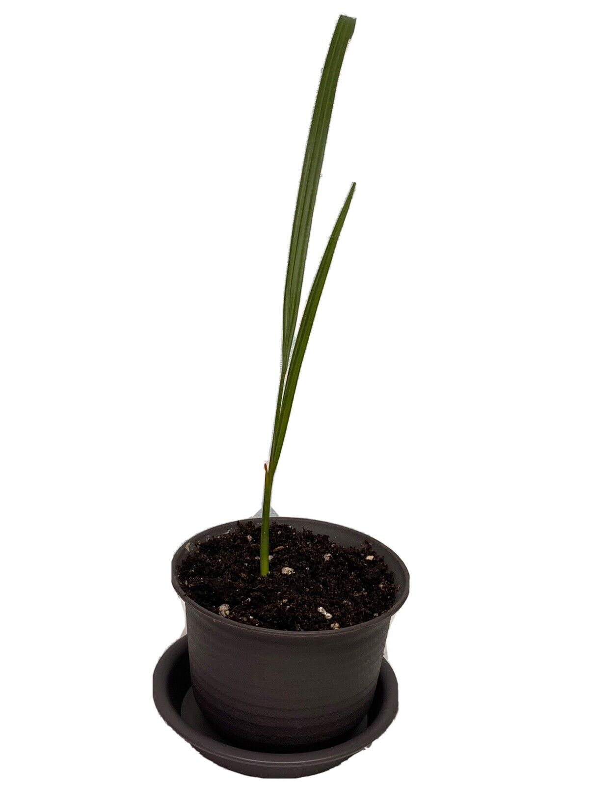 Medjool Date Palm Plant that was grown right here in the UK – Grow More ...