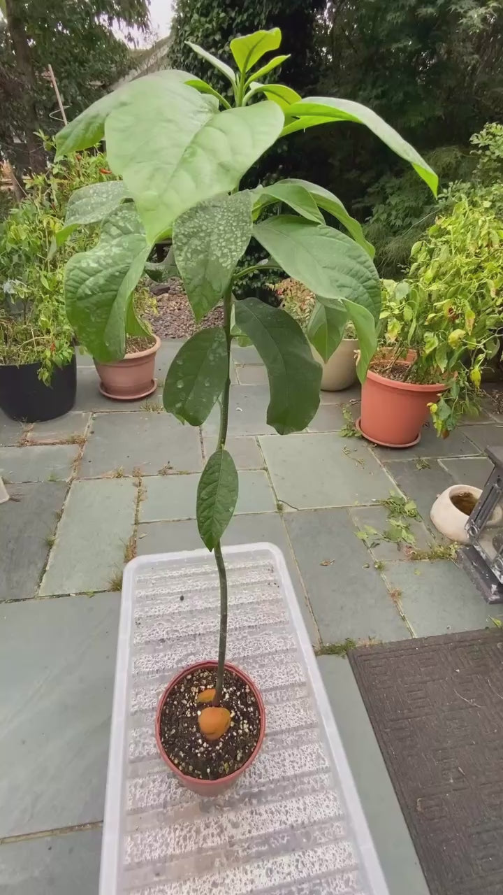 Kenyan Jumbo Avocado Tree – Grow More Plants